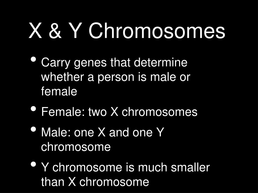 PPT - X & Y Chromosomes PowerPoint Presentation, free download - ID:6836902