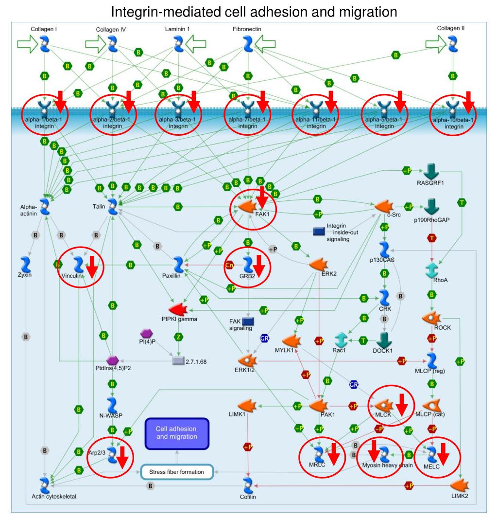 PPT - Integrin-mediated cell adhesion and migration PowerPoint ...