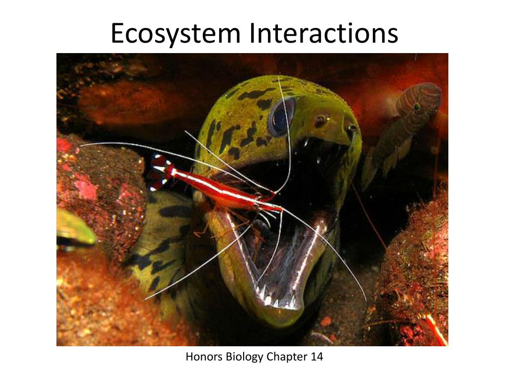 PPT - Ecosystem Interactions PowerPoint Presentation, free download ...