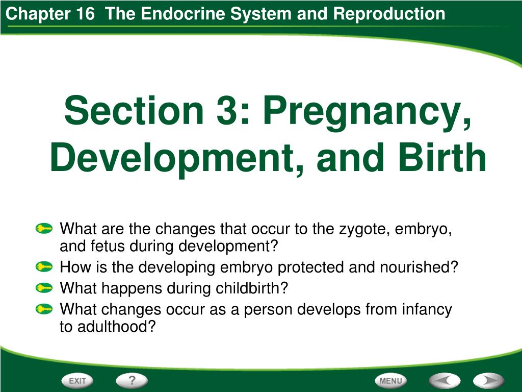 PPT - Section 3: Pregnancy, Development, and Birth PowerPoint ...