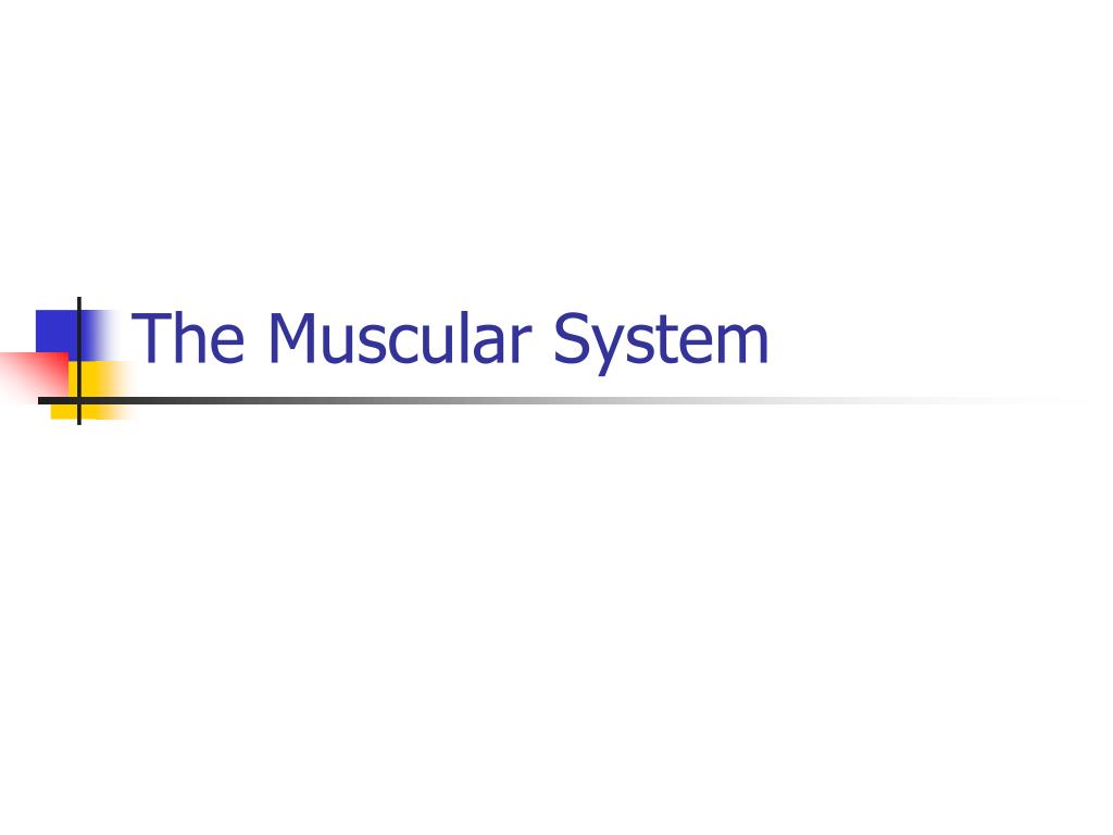 PPT - The Muscular System PowerPoint Presentation, free download - ID ...