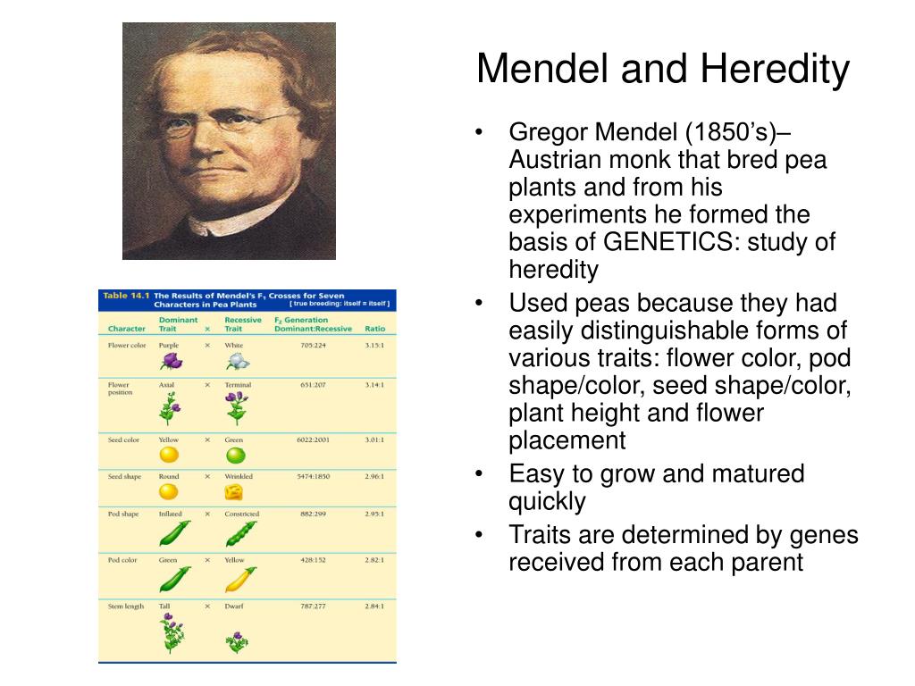 PPT - Mendel and Heredity PowerPoint Presentation, free download - ID ...