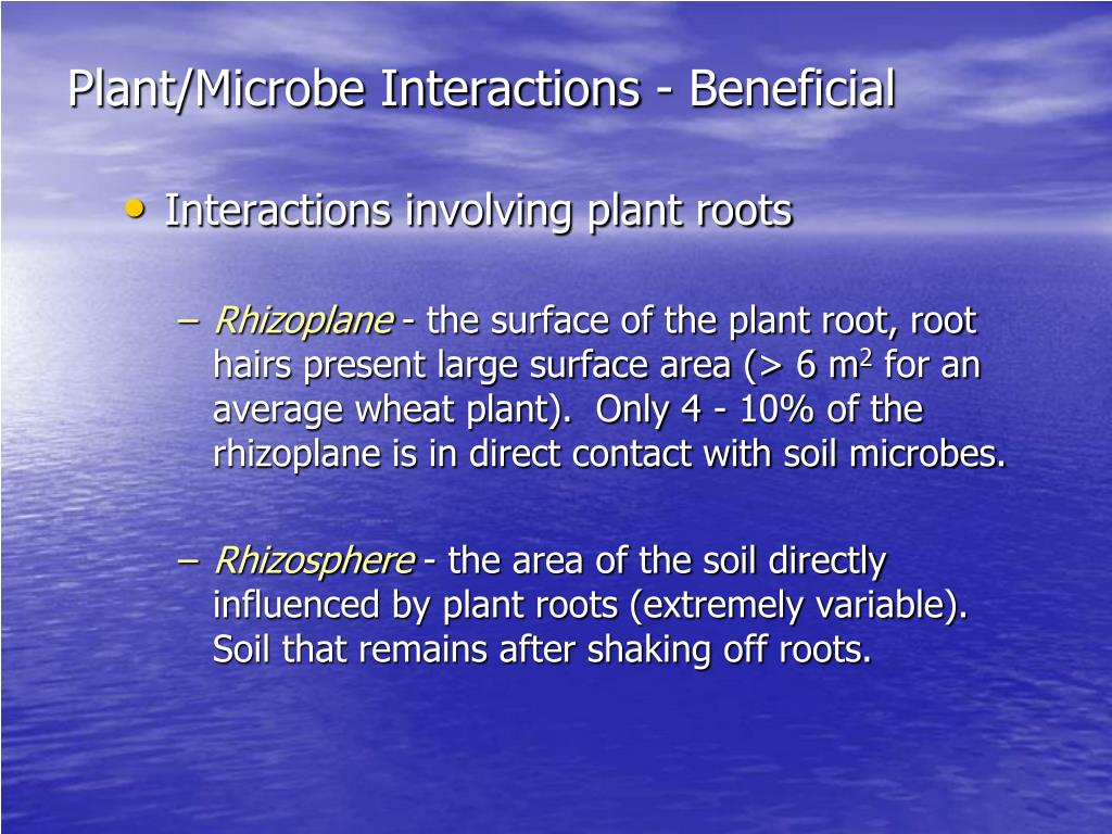 PPT - Plant/Microbe Interactions - Beneficial PowerPoint Presentation, free download - ID:6848984