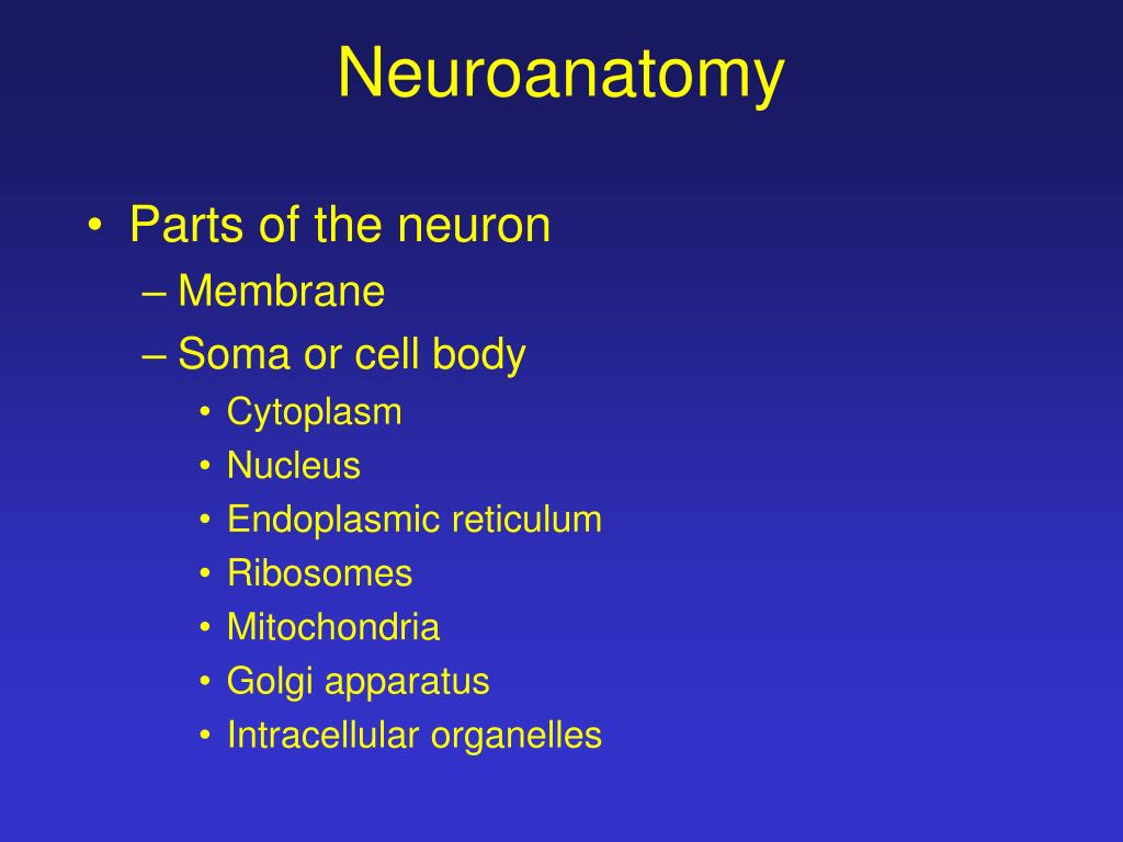 PPT - Neuroanatomy PowerPoint Presentation, free download - ID:6851130
