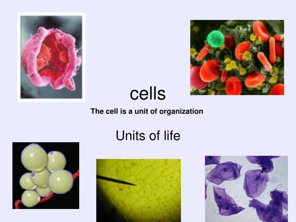 PPT - cells PowerPoint Presentation, free download - ID:6853122