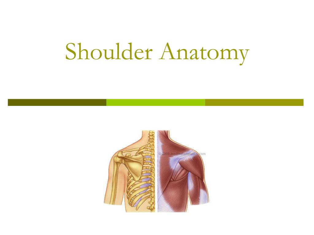 PPT - Shoulder Anatomy PowerPoint Presentation, free download - ID:6856840