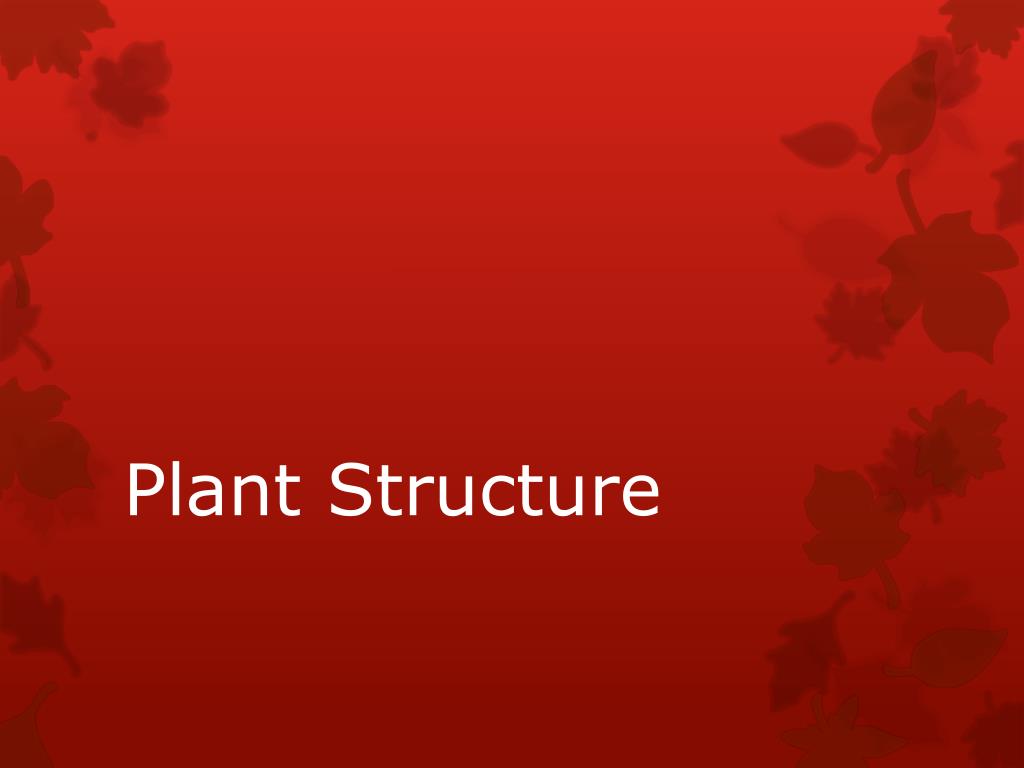 PPT - Plant Structure PowerPoint Presentation, free download - ID:6857828