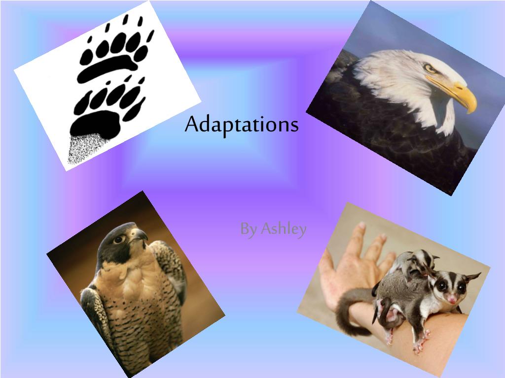PPT - Adaptations PowerPoint Presentation, free download - ID:6859044