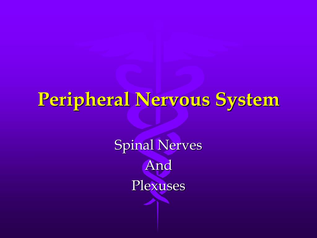 PPT - Peripheral Nervous System PowerPoint Presentation, free download ...