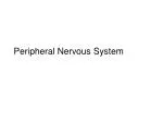 PPT - Peripheral Nervous System PowerPoint Presentation, free download ...