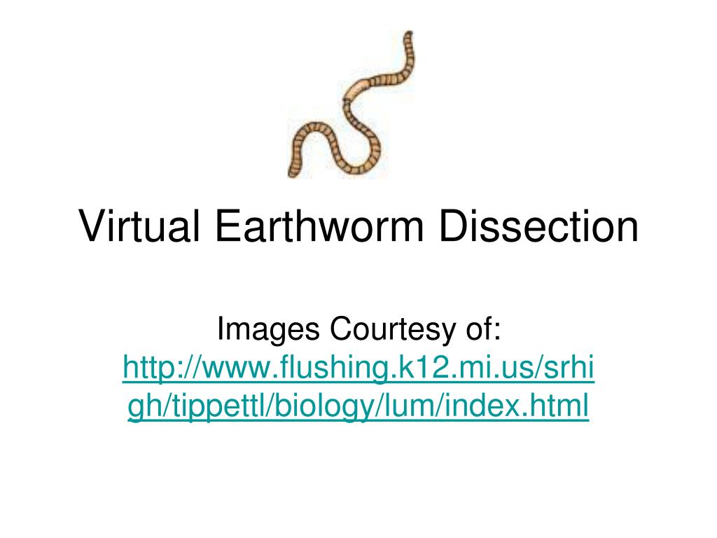 PPT - Virtual Earthworm Dissection PowerPoint Presentation, free ...