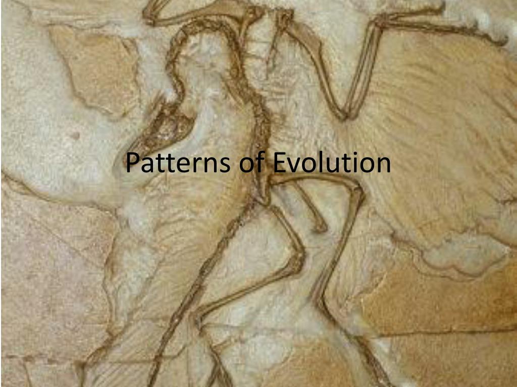 PPT - Patterns of Evolution PowerPoint Presentation, free download - ID ...