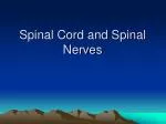 PPT - Chapter 13 Spinal Cord, Nerves and Reflexes PowerPoint ...