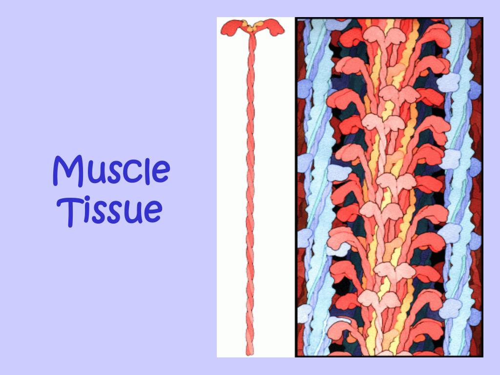 PPT - Muscle Tissue PowerPoint Presentation, free download - ID:6866959