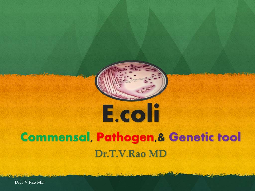 PPT - E.coli Commensal , Pathogen ,& Genetic tool PowerPoint ...
