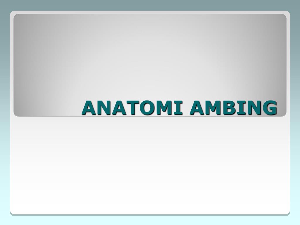 PPT - ANATOMI AMBING PowerPoint Presentation, free download - ID:6872765