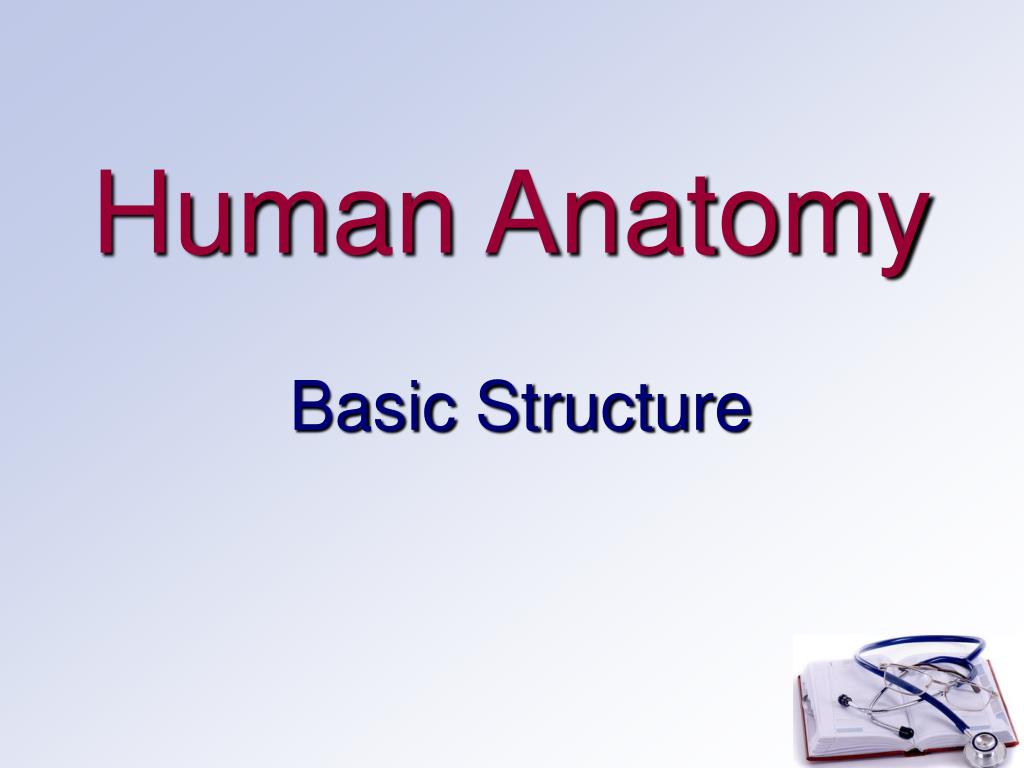 PPT - Human Anatomy PowerPoint Presentation, free download - ID:6875476