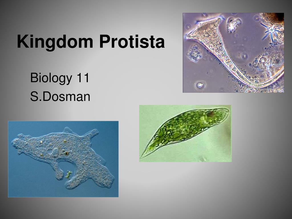 PPT - Kingdom Protista PowerPoint Presentation, free download - ID:6875516