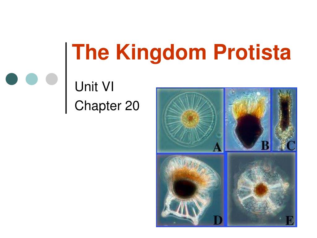 PPT - The Kingdom Protista PowerPoint Presentation, free download - ID ...