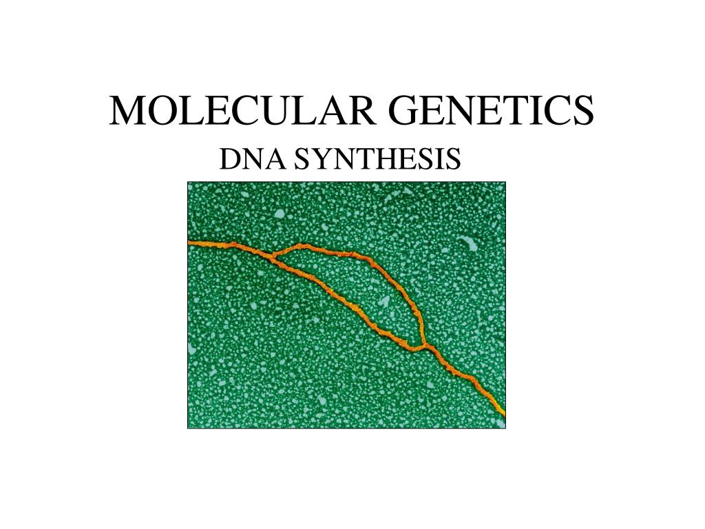 PPT - MOLECULAR GENETICS PowerPoint Presentation, free download - ID ...