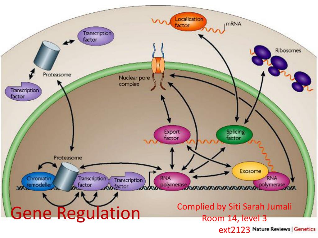 PPT - Gene Regulation PowerPoint Presentation, free download - ID:6879784