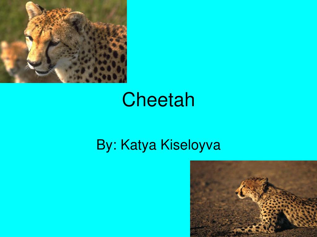 PPT - Cheetah PowerPoint Presentation, free download - ID:6881282