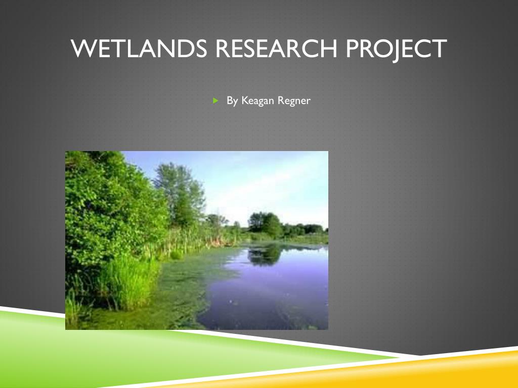 PPT - Wetlands research project PowerPoint Presentation, free download ...