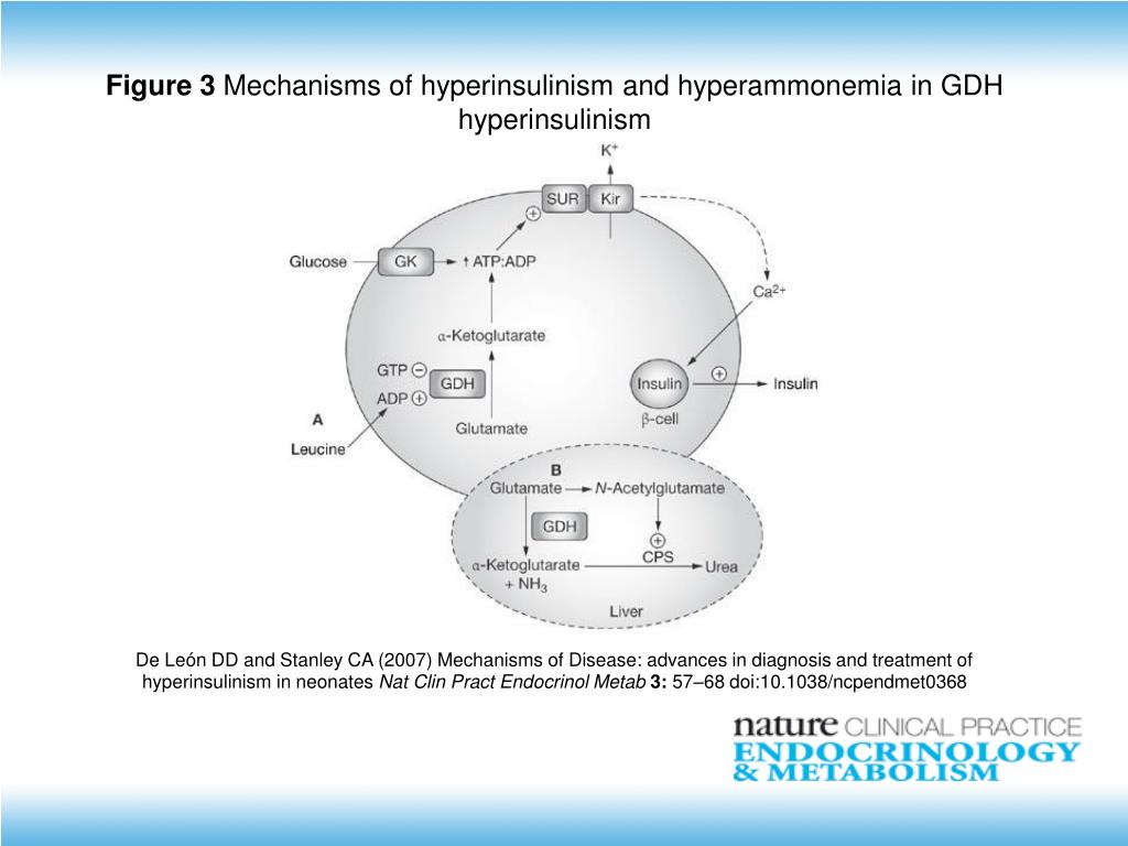 PPT - Figure 3 Mechanisms of hyperinsulinism and hyperammonemia in GDH ...