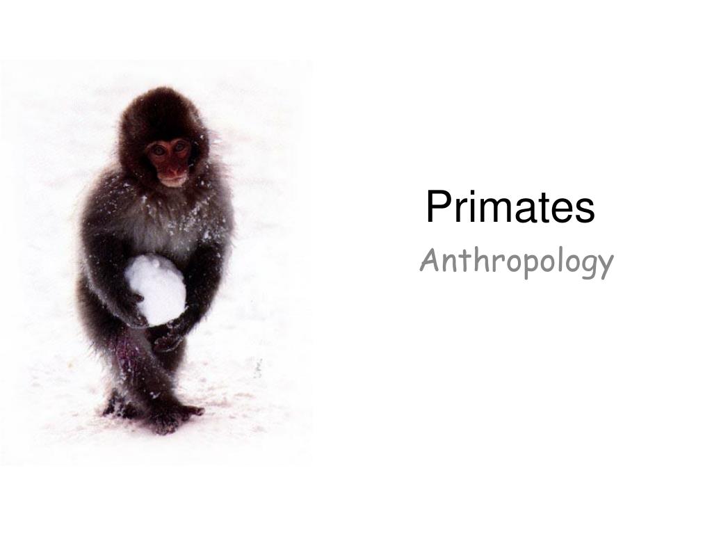 PPT - Primates PowerPoint Presentation, free download - ID:6885594