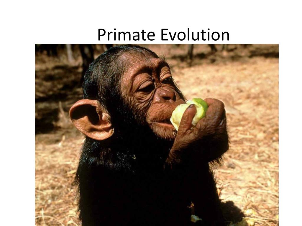 PPT - Primate Evolution PowerPoint Presentation, free download - ID:6890245