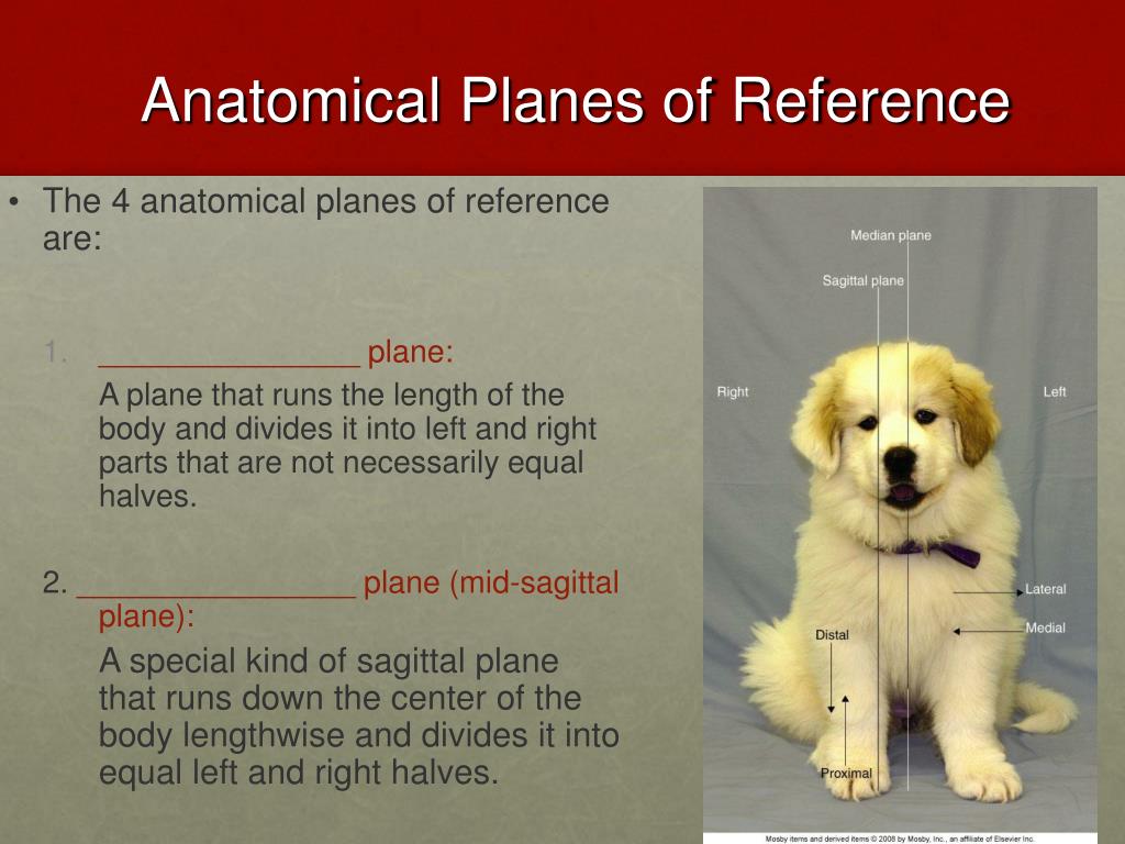 PPT - Anatomical Planes of Reference PowerPoint Presentation, free ...