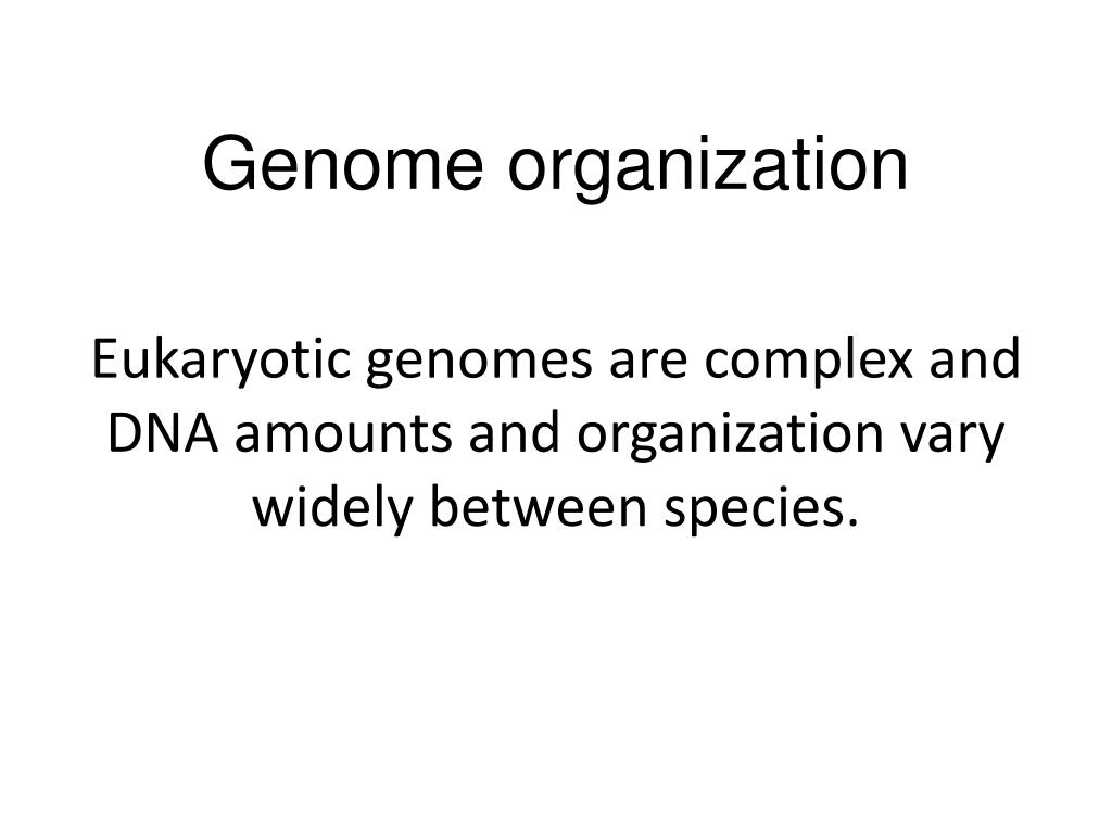 PPT - Genome organization PowerPoint Presentation, free download - ID ...