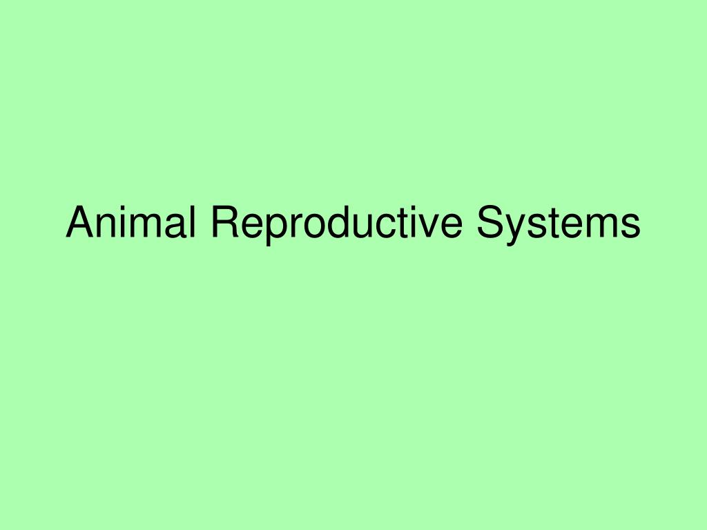 PPT - Animal Reproductive Systems PowerPoint Presentation, free ...