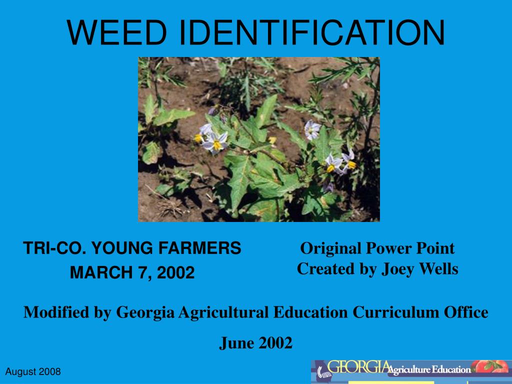 PPT - WEED IDENTIFICATION PowerPoint Presentation, free download - ID ...