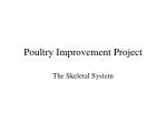 PPT - Poultry Improvement Project PowerPoint Presentation, free ...