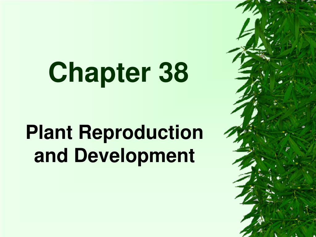 PPT - Chapter 38 PowerPoint Presentation, free download - ID:6900445