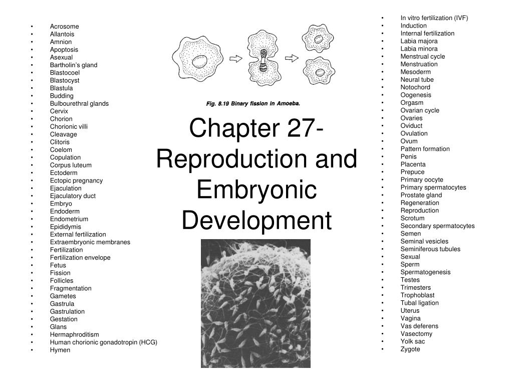 PPT - Chapter 27- Reproduction and Embryonic Development PowerPoint ...
