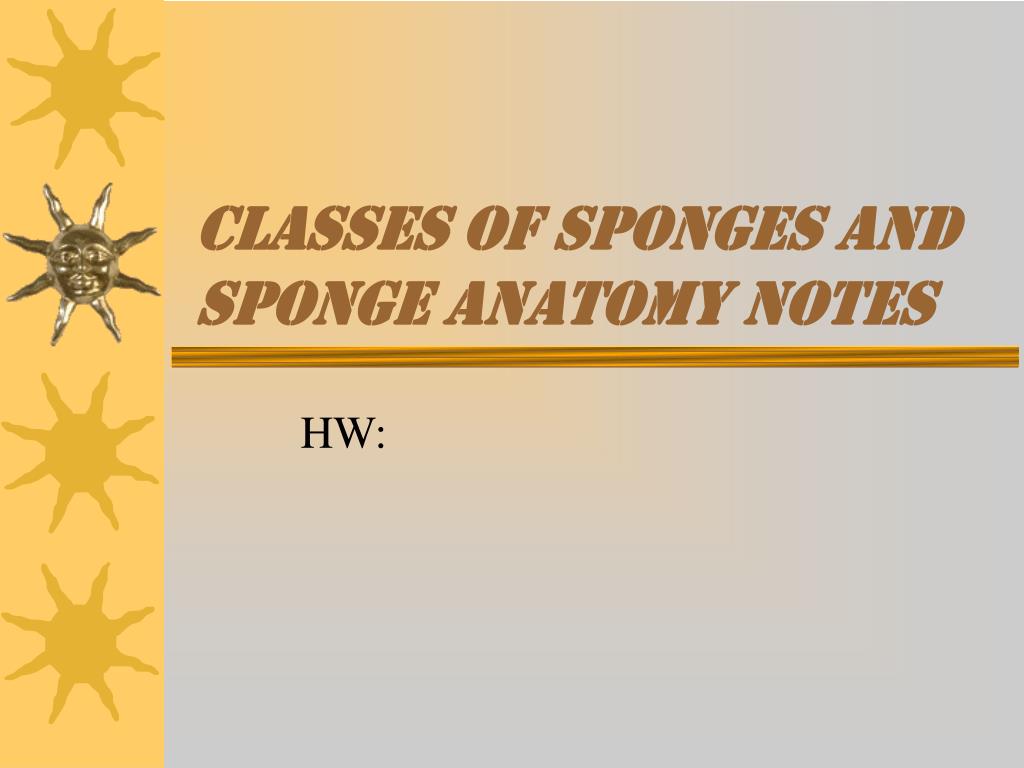PPT - Exploring Sponge Classes and Anatomy PowerPoint Presentation ...