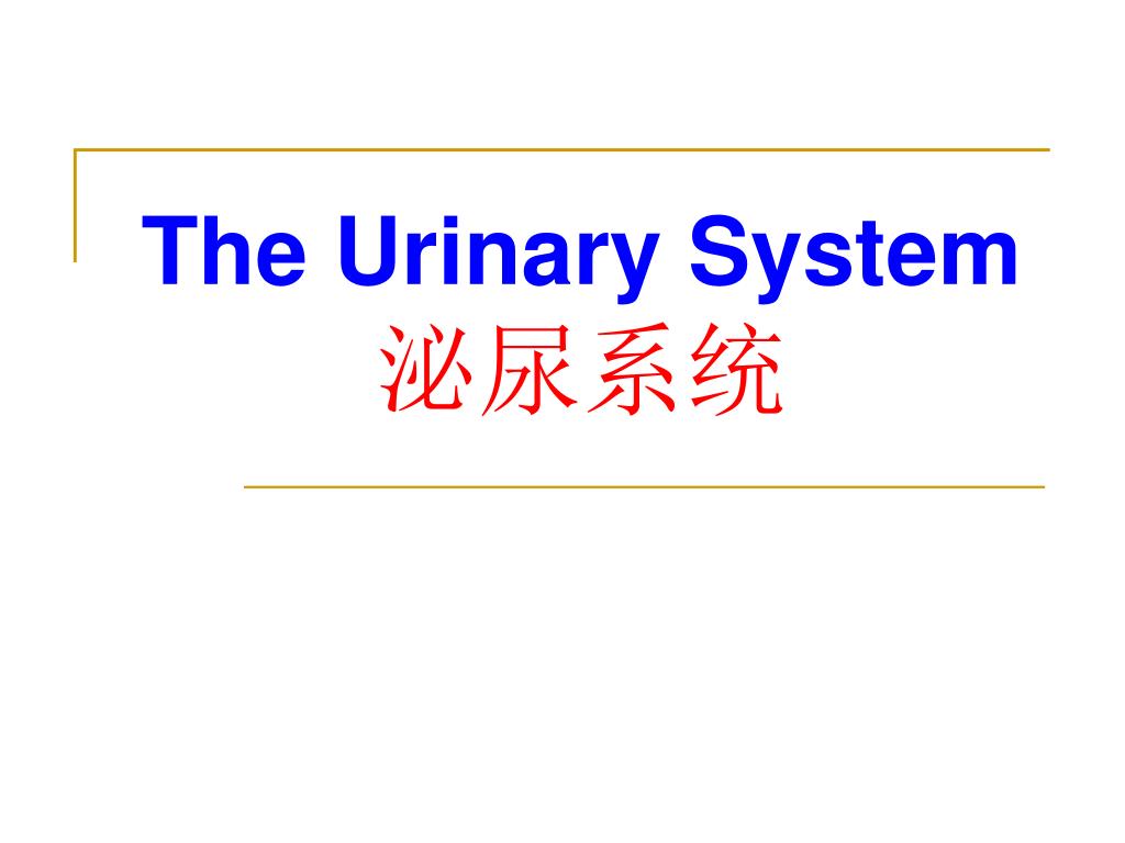 PPT - The Urinary System 泌尿系统 PowerPoint Presentation, free download ...