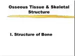 PPT - Osseous Tissue and Bone Structure PowerPoint Presentation, free ...
