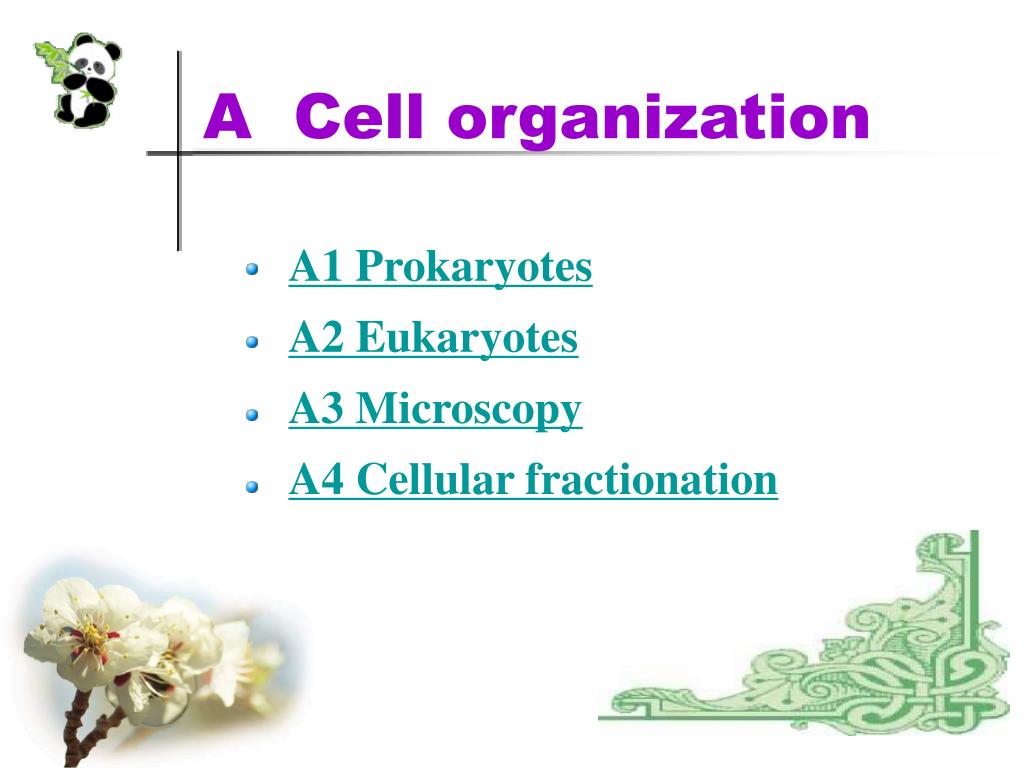 PPT - A Cell organization PowerPoint Presentation, free download - ID ...