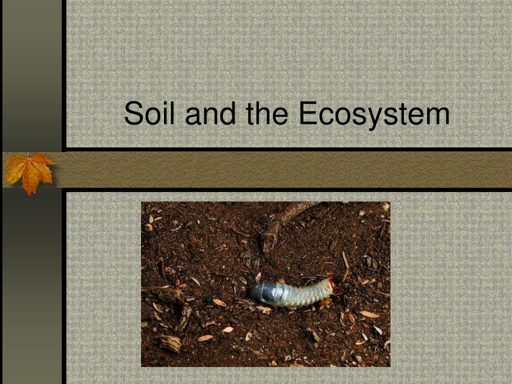 PPT - Soil and the Ecosystem PowerPoint Presentation, free download ...