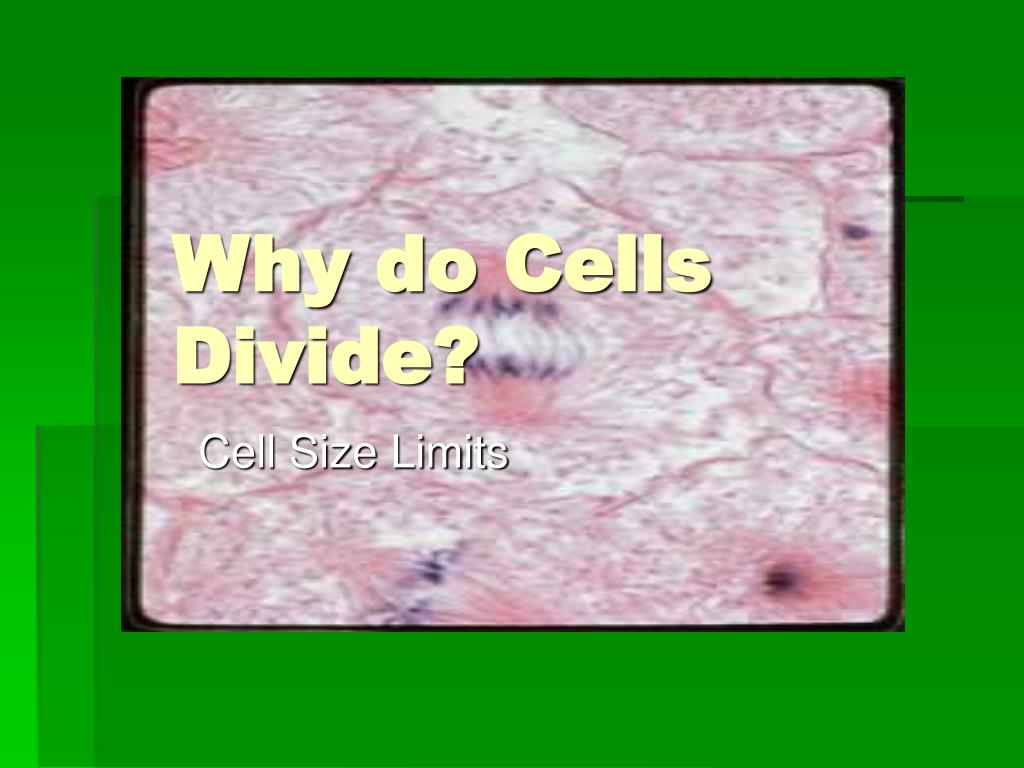 PPT - Why do Cells Divide? PowerPoint Presentation, free download - ID ...