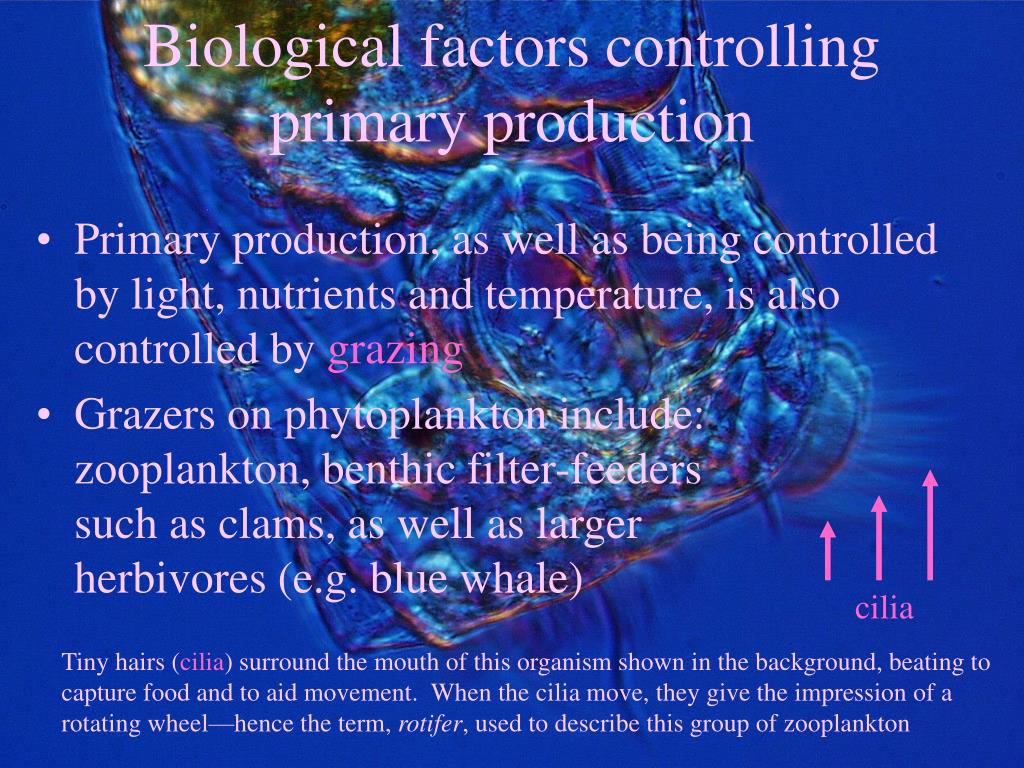 PPT - Biological factors controlling primary production PowerPoint ...