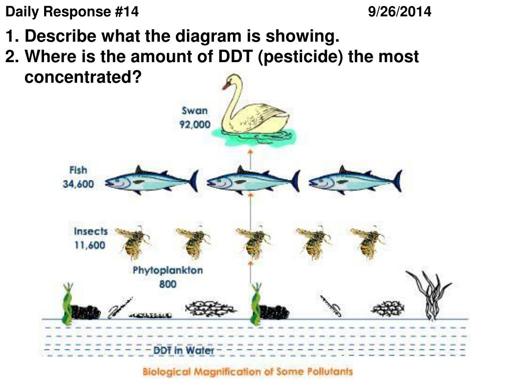 PPT - Analyzing DDT Concentration Distribution Diagram PowerPoint ...