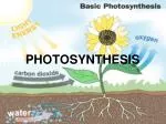 PPT - Photosynthesis PowerPoint Presentation, free download - ID:6851488