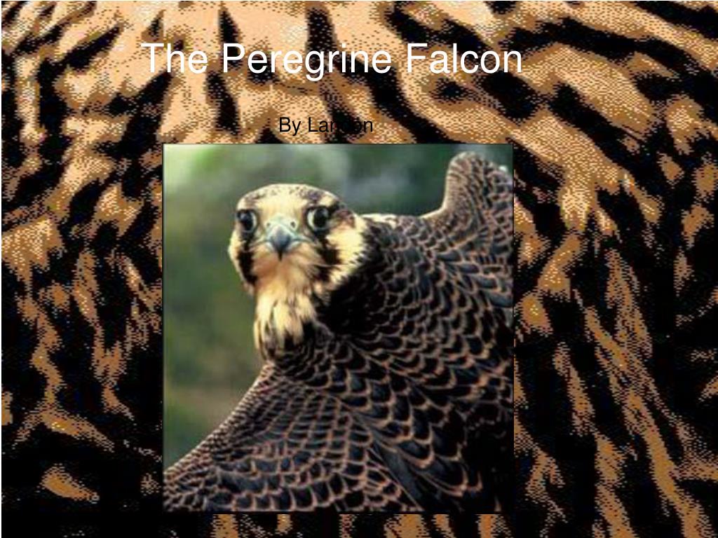 PPT - The Peregrine Falcon PowerPoint Presentation, free download - ID ...