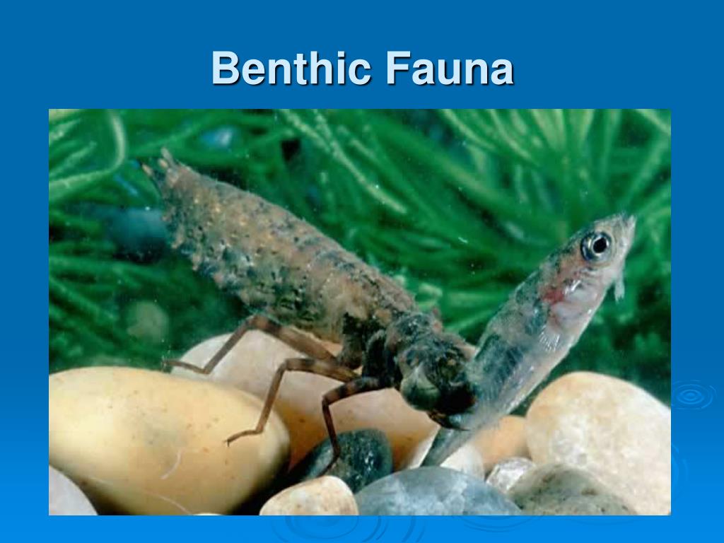 PPT - Benthic Fauna PowerPoint Presentation, free download - ID:6911095