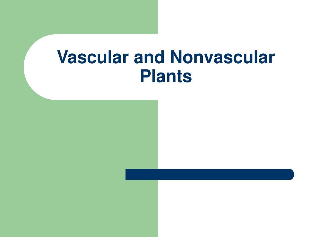 PPT - Vascular and Nonvascular Plants PowerPoint Presentation, free ...