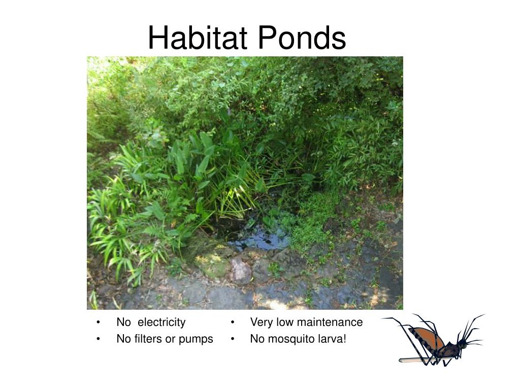 PPT - Habitat Ponds PowerPoint Presentation, free download - ID:6916790